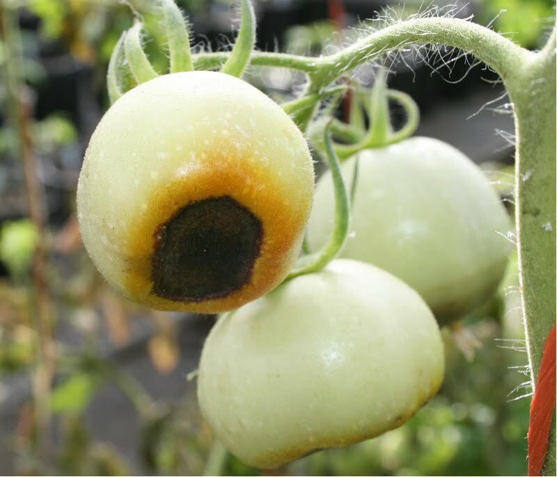 nutrient management tomato plants
