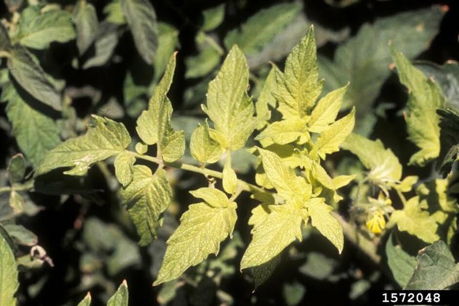 nutrient management tomato plants