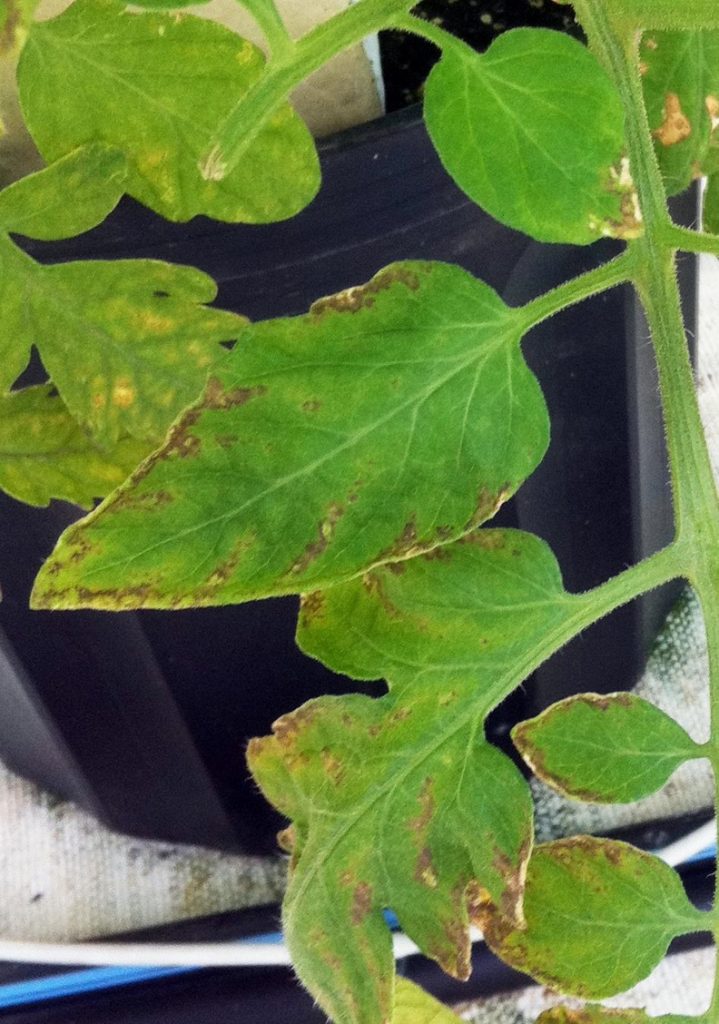 nutrient management tomato plants